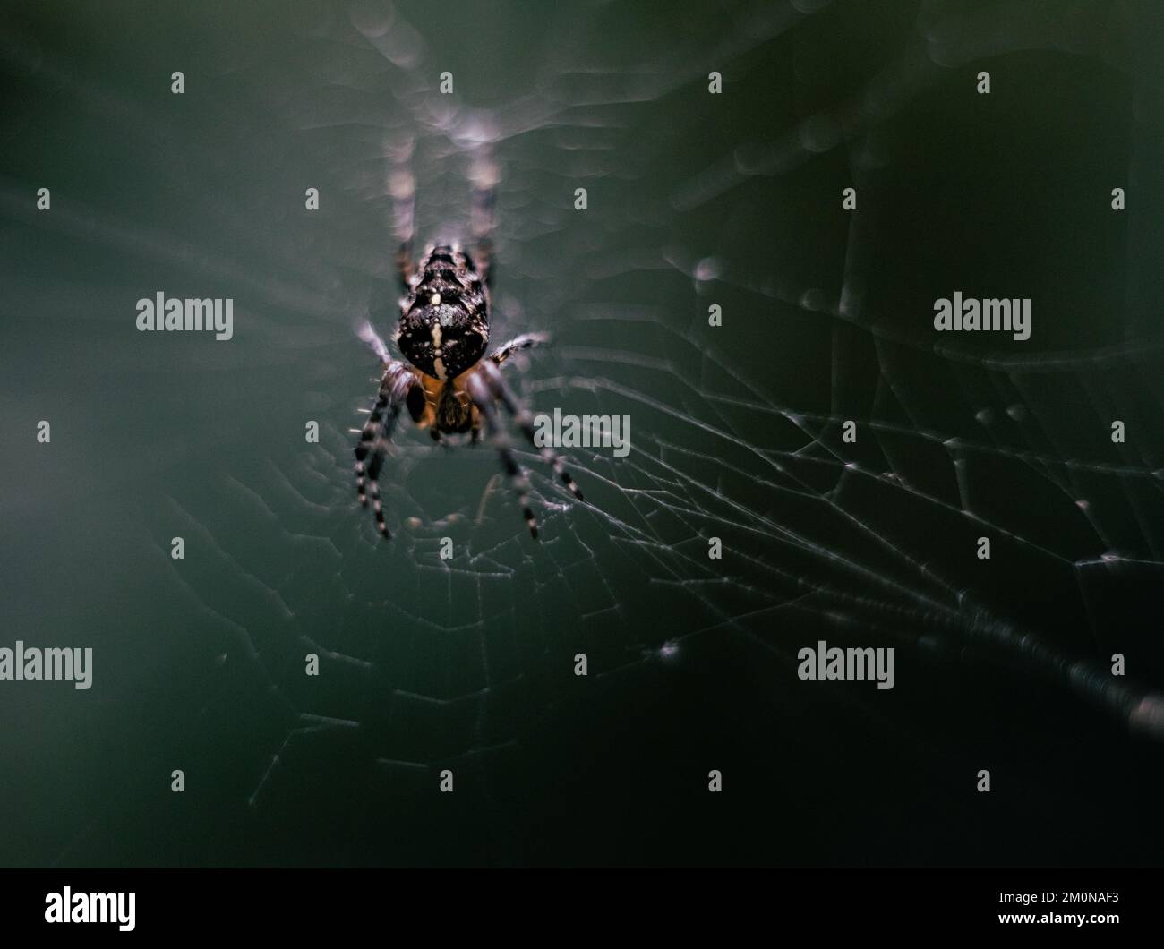 A closeup shot of a European garden spider on the web Stock Photo - Alamy