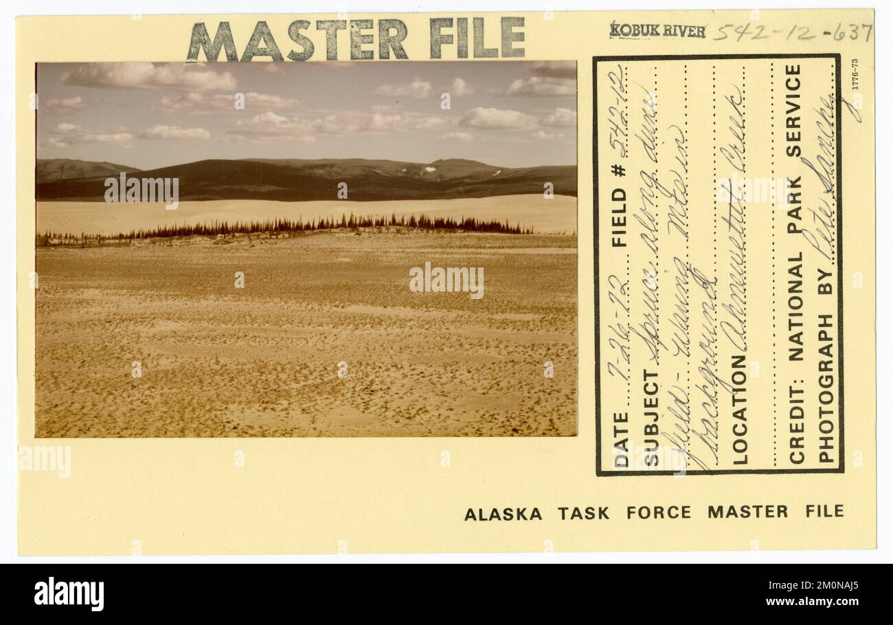 Spruce along dune field-Waring Mountains in background. Alaska Task ...