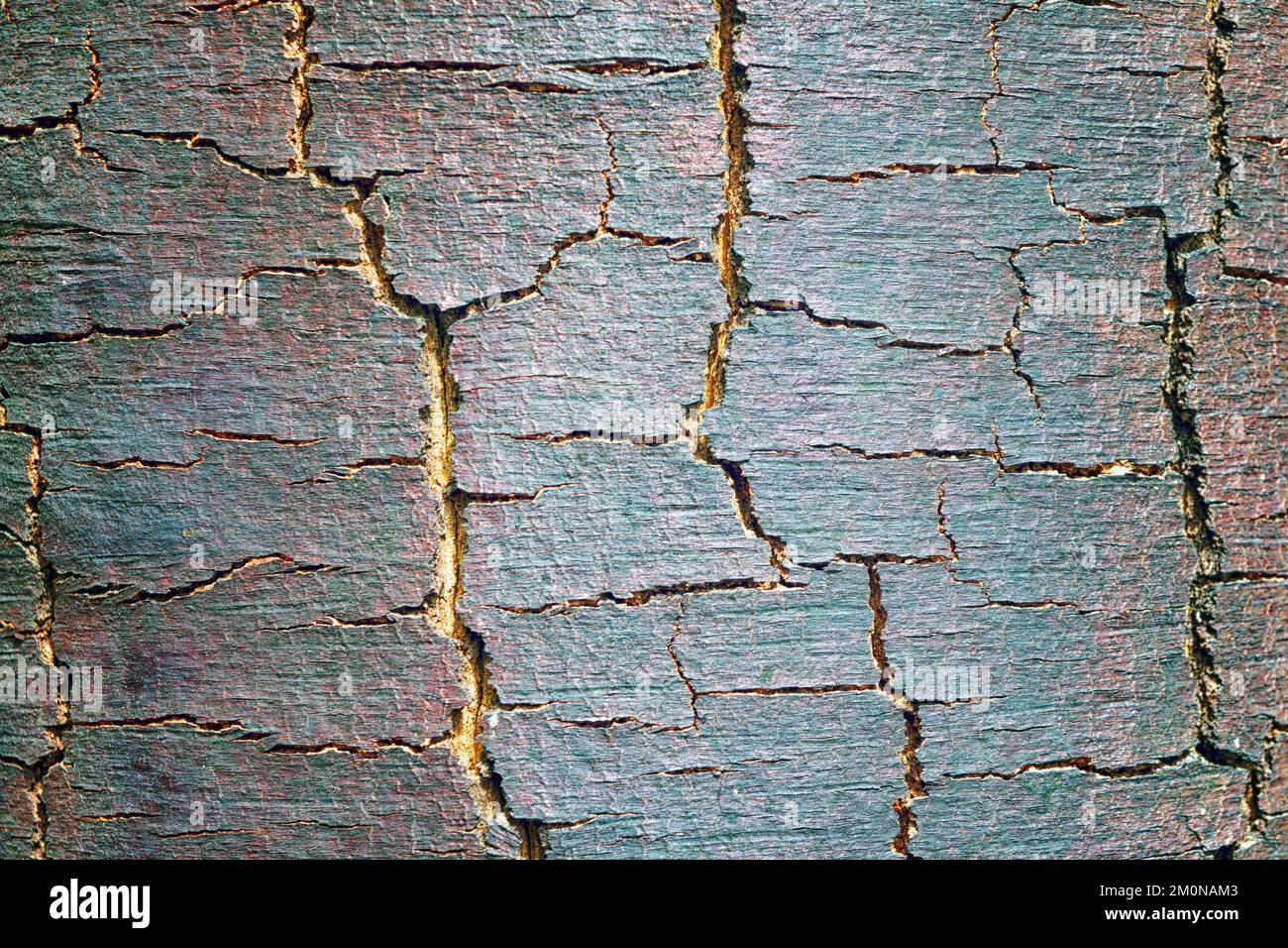 Relief spruce bark texture. Close-up image of tree bark texture ...