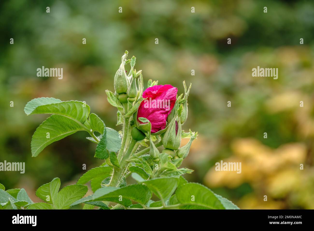 Blooming rosehip flower, beautiful pink flower on a bush branch ...
