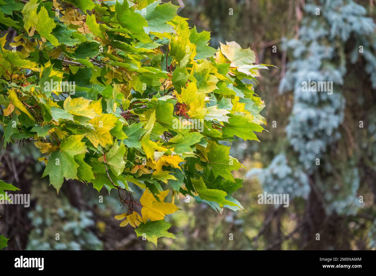 Maple branches with yellow leaves and seeds in autumn, in the light of ...
