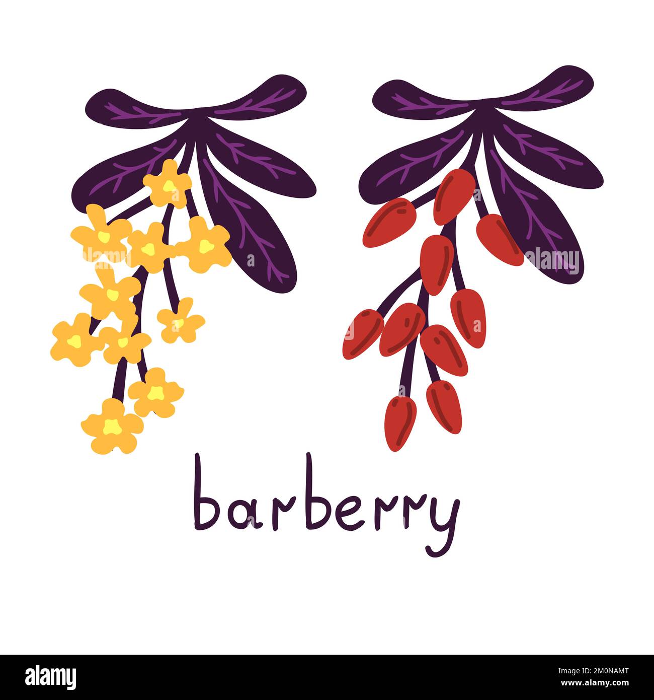 Barberry isolated vector decorative elements Stock Vector Image & Art ...