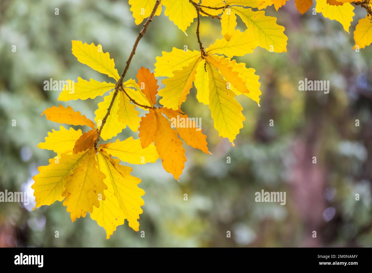 Oak branches with yellow leaves in autumn park. Bright yellow and ...
