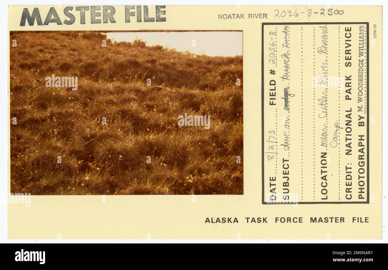 Dew on tussock tundra. Alaska Task Force Photographs Stock Photo - Alamy