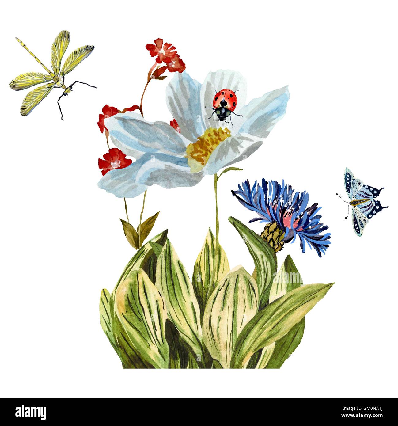 Grass daisy red blue ladybug dragonfly watercolor Stock Photo - Alamy