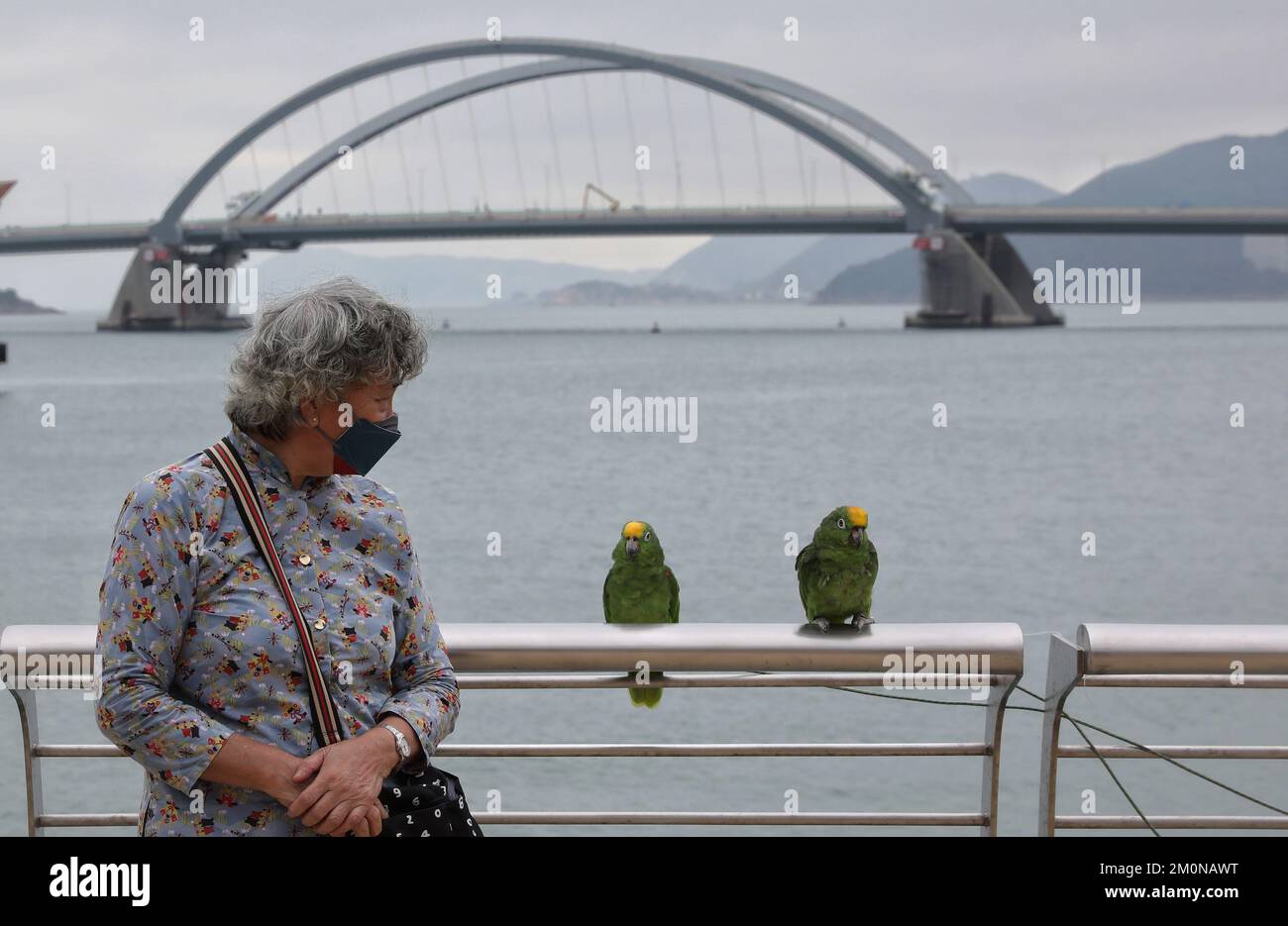 A woman approaches two parrots at Tseung Kwan O South Waterfront ...