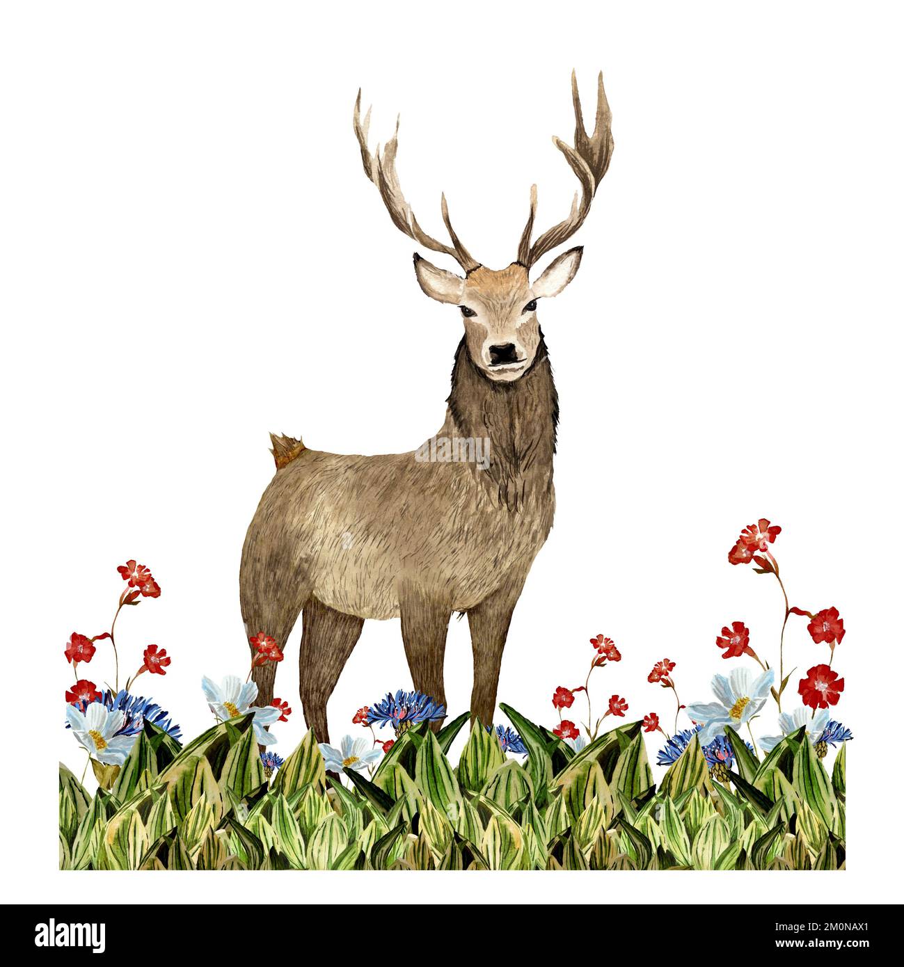 Nature grass deer flower daisy watercolor sketch Stock Photo - Alamy
