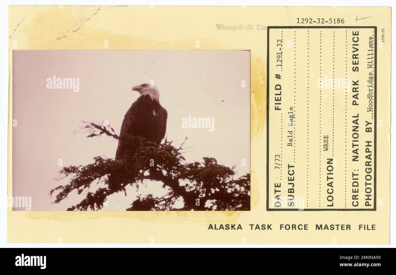 Bald eagle. Alaska Task Force Photographs Stock Photo - Alamy