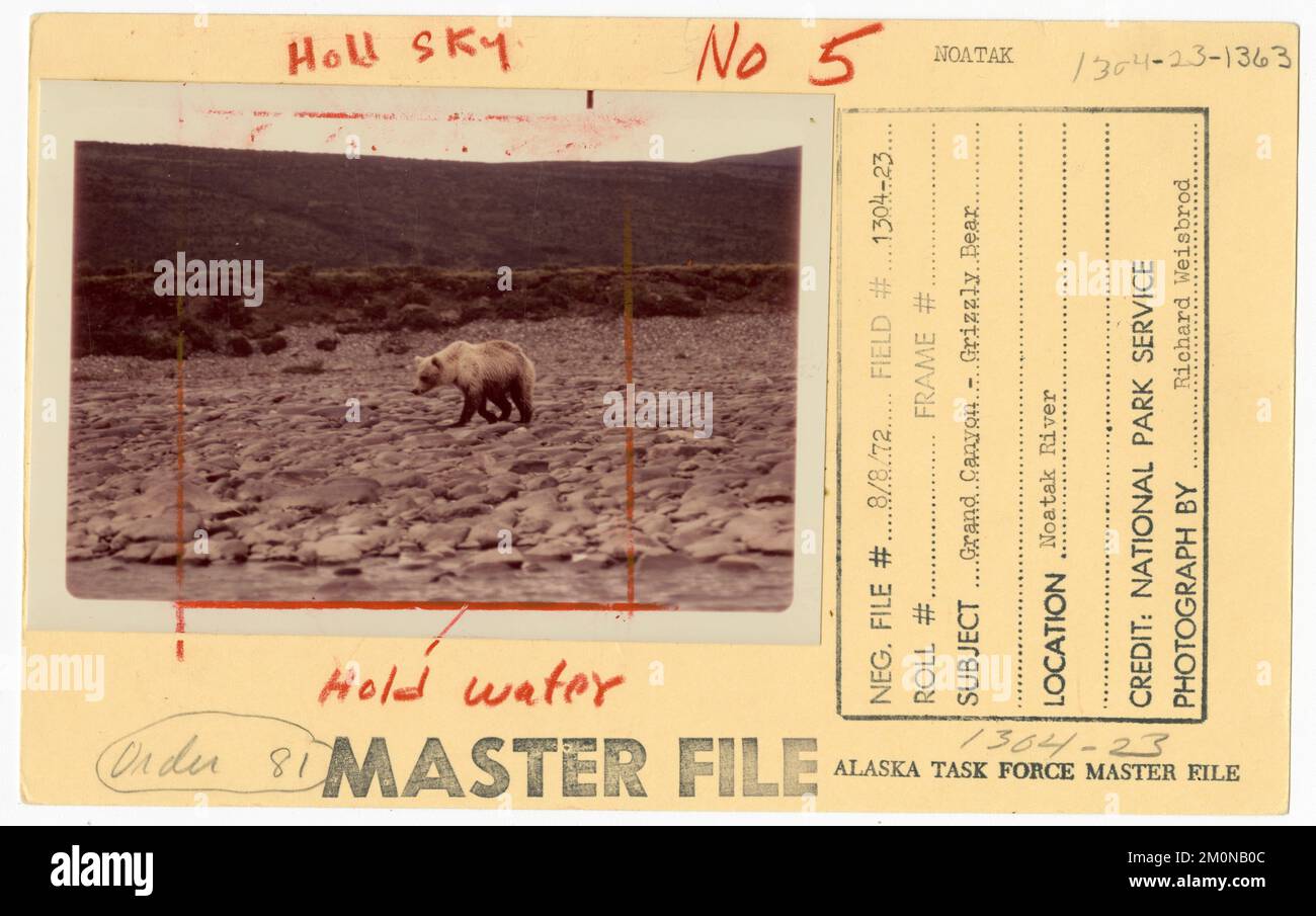Grand Canyon - grizzly bear. Alaska Task Force Photographs Stock Photo ...
