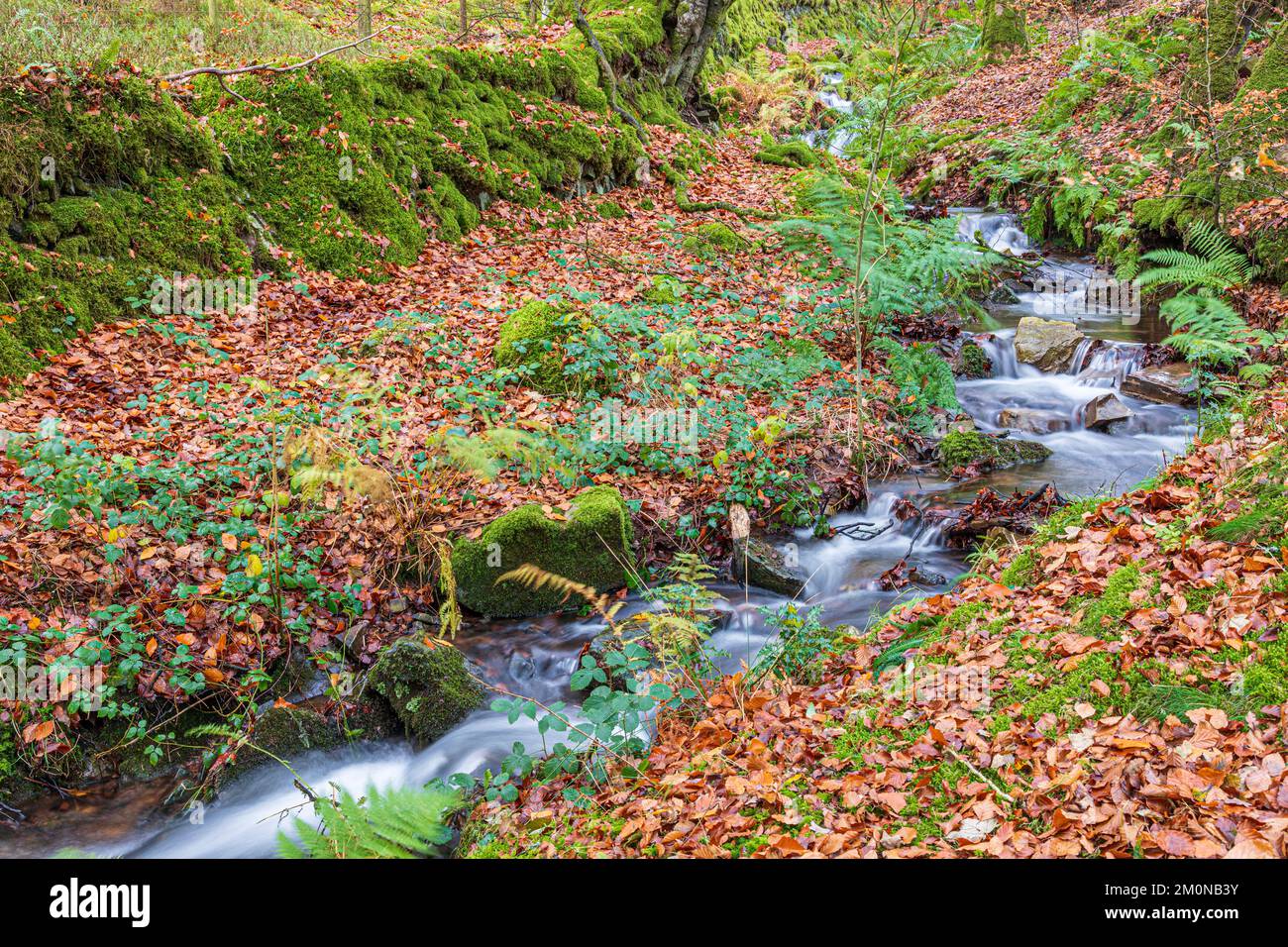 Beech tree in natural park hi-res stock photography and images - Alamy