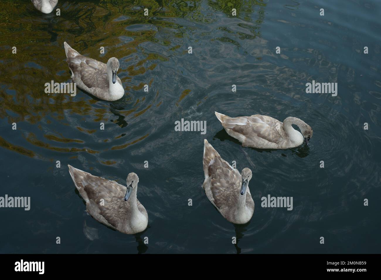 Flock of swan chicks swimming on countryside lake together Stock Photo ...