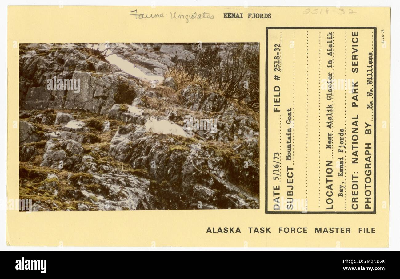 Mountain goat. Alaska Task Force Photographs Stock Photo - Alamy