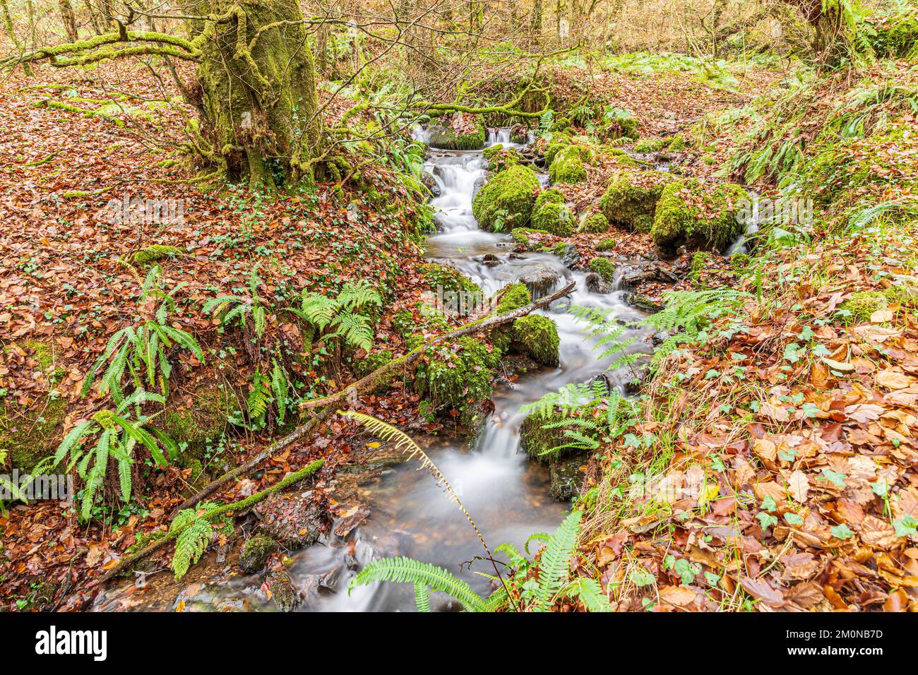 Autumn beech leaves, ferns and moss beside a stream in Tarr Steps ...