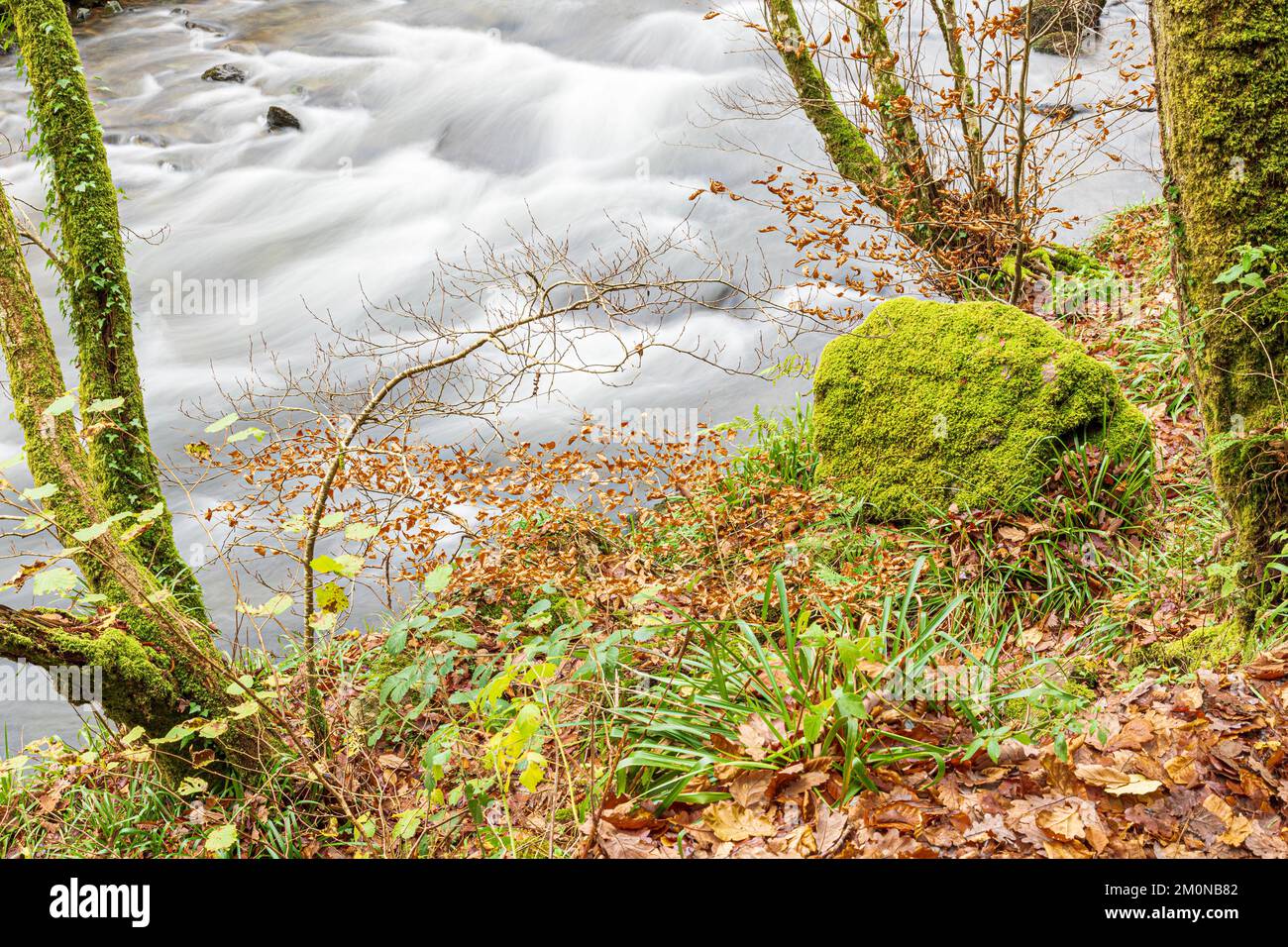 Autumn beech leaves and moss beside the River Barle flowing through ...