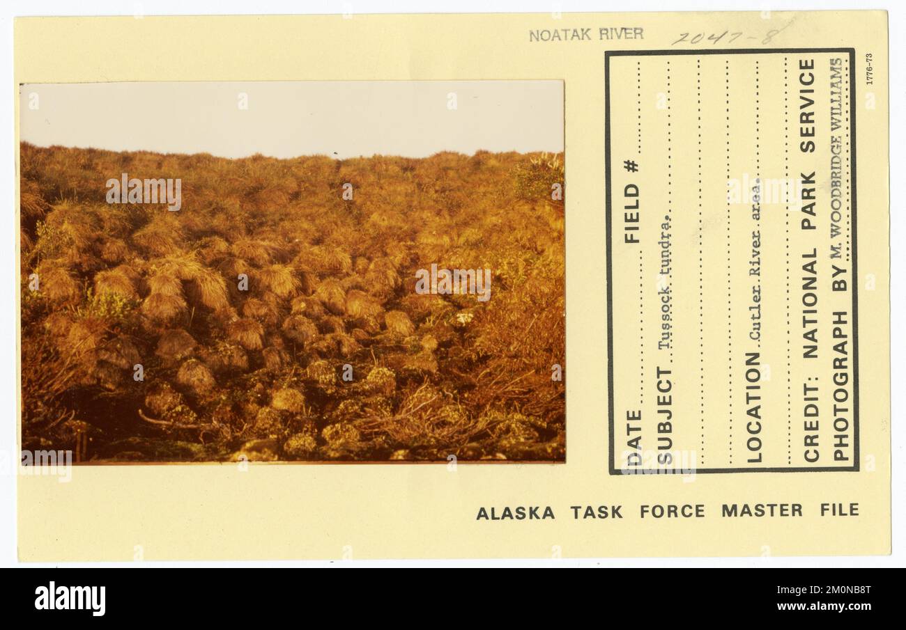 Tussock tundra. Alaska Task Force Photographs Stock Photo - Alamy