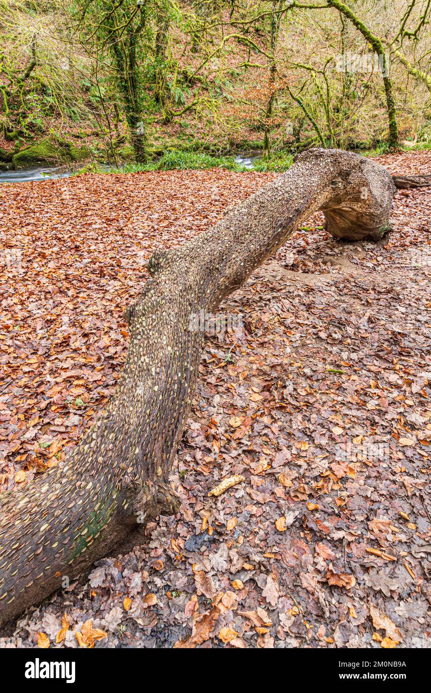 A wishing tree studded with coins beside the River Barle flowing ...