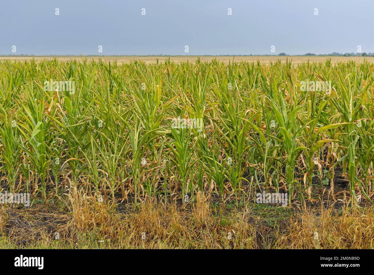 Day agriculture hi-res stock photography and images - Alamy