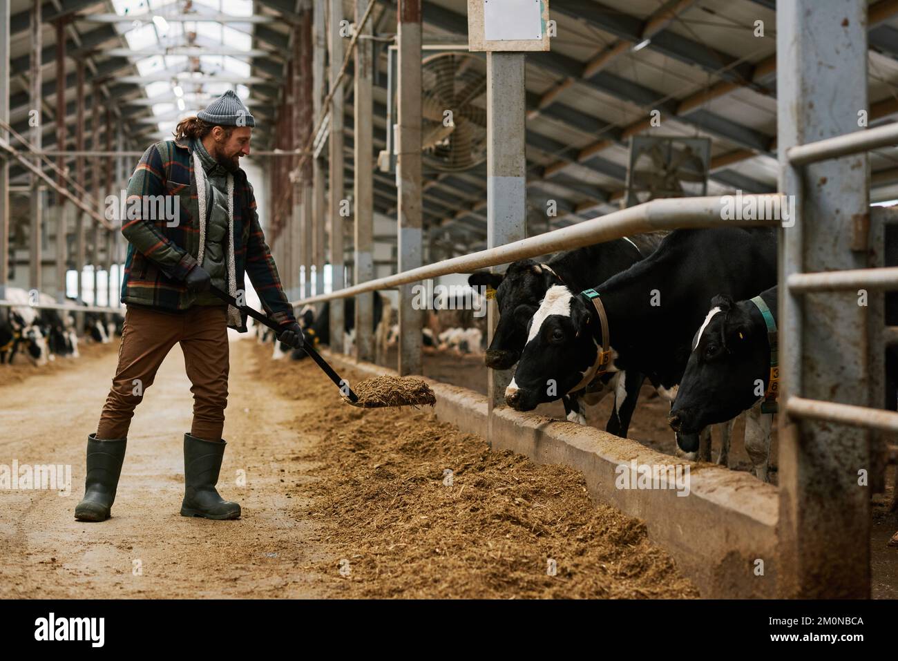 Group of domestic cows standing behind pen and eating fresh hay giving ...