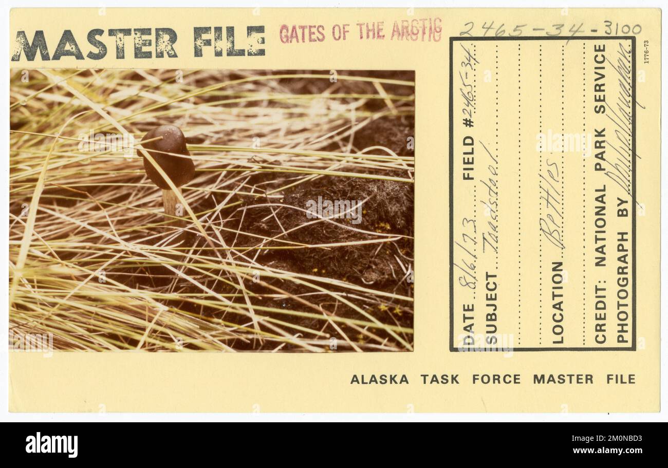 Ecology toadstool Cut Out Stock Images & Pictures - Alamy