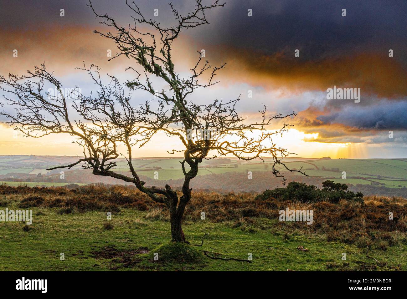 A gnarled hawthorn tree in a winter sunset on Winsford Hill in Exmoor ...