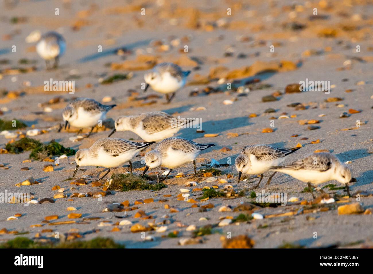 A small flock of sanderling, Calidris alba, feeding on the eastern ...