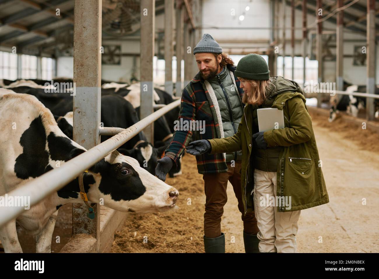 Couple of agronomists pointing at domestic milk cow and discussing the ...