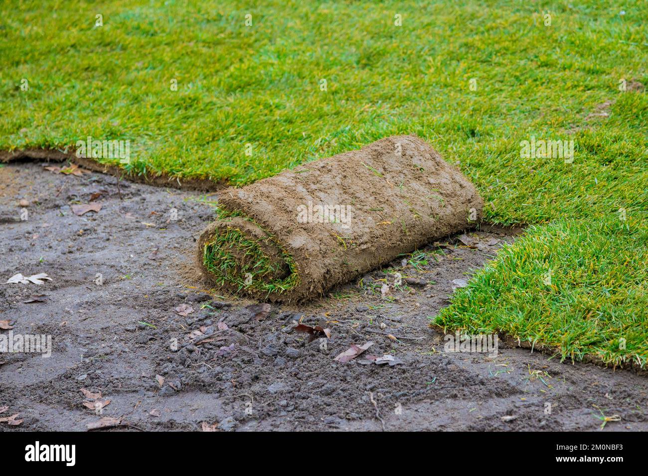 Unroll green grass turf rolls for landscaping purposes on construction ...