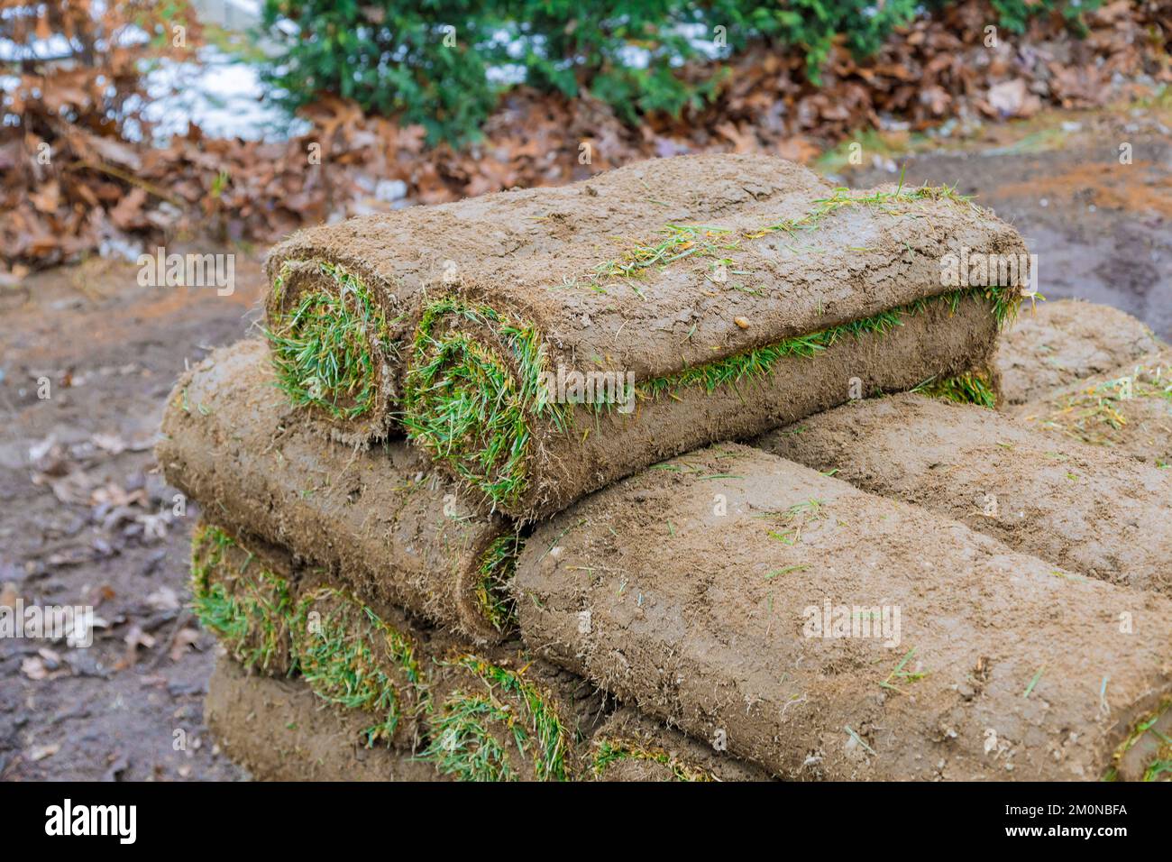 On construction site unload green grass turf rolls in pallets for ...