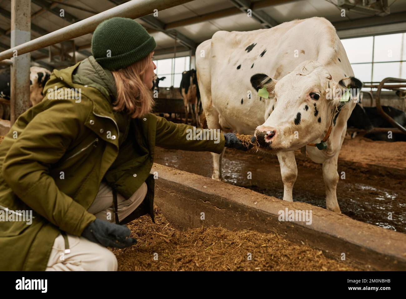 Owner of farm feeding domestic milk cow with hay in cowshed Stock Photo ...