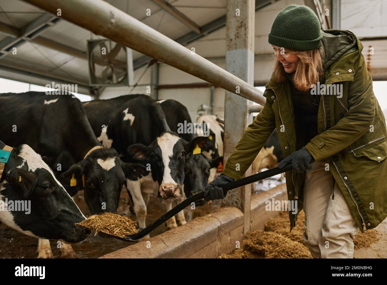 Smiling farmer farmer picking up hay in shovel and handing the cows to eat during her work in ...