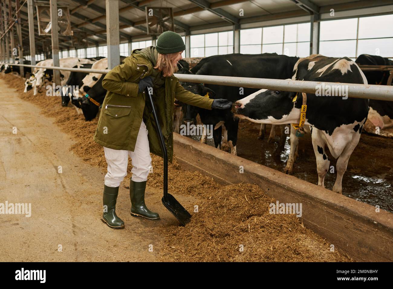 Female farmer working with hay using spade standing near stall with ...