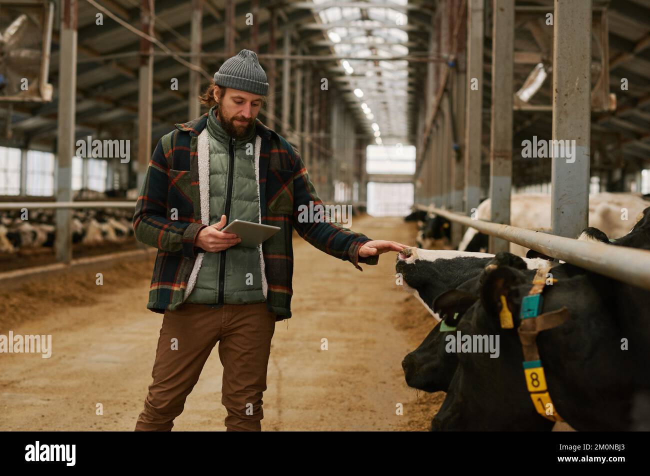Farmer checking information online about milk cows using computer ...