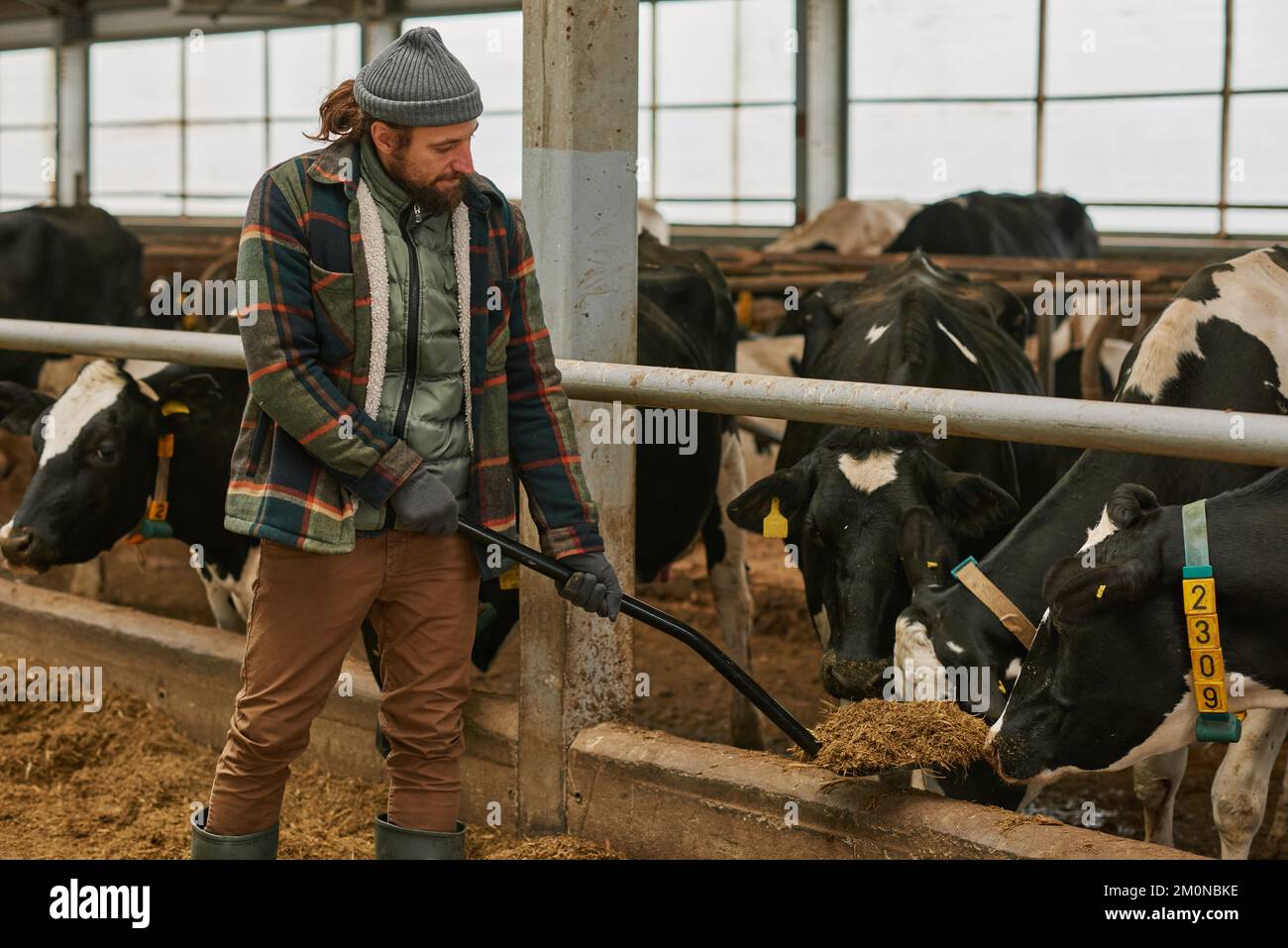 Agronomist giving hay on spade to feed milk cows on dairy farm Stock ...