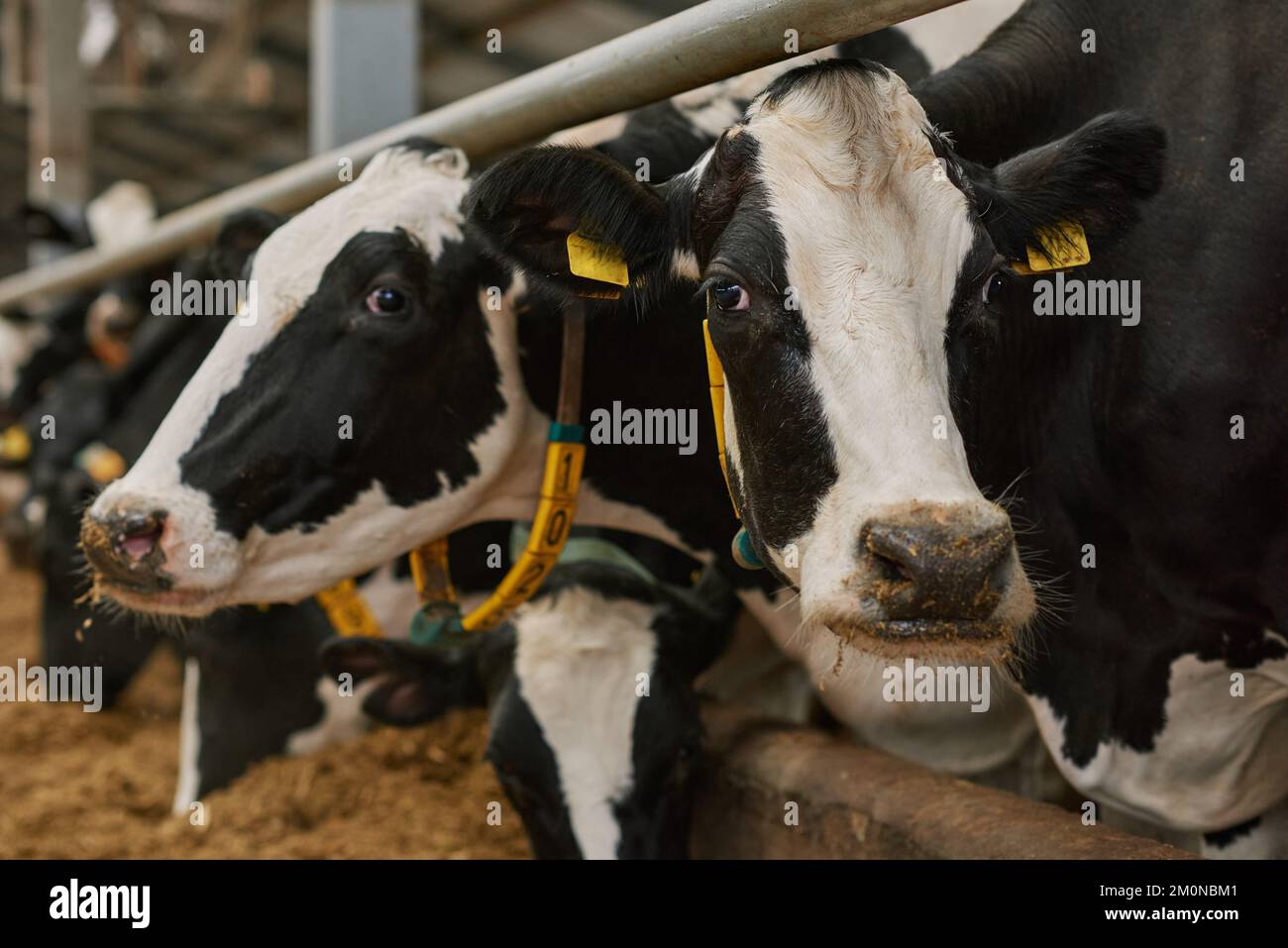 Close-up of black and white domestic milk cows standing in stall on ...