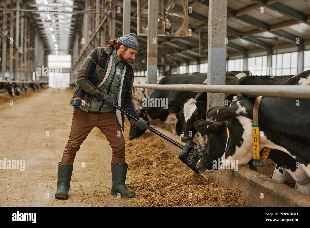 Farmer in work clothes giving fresh hay to cows with spade during his ...