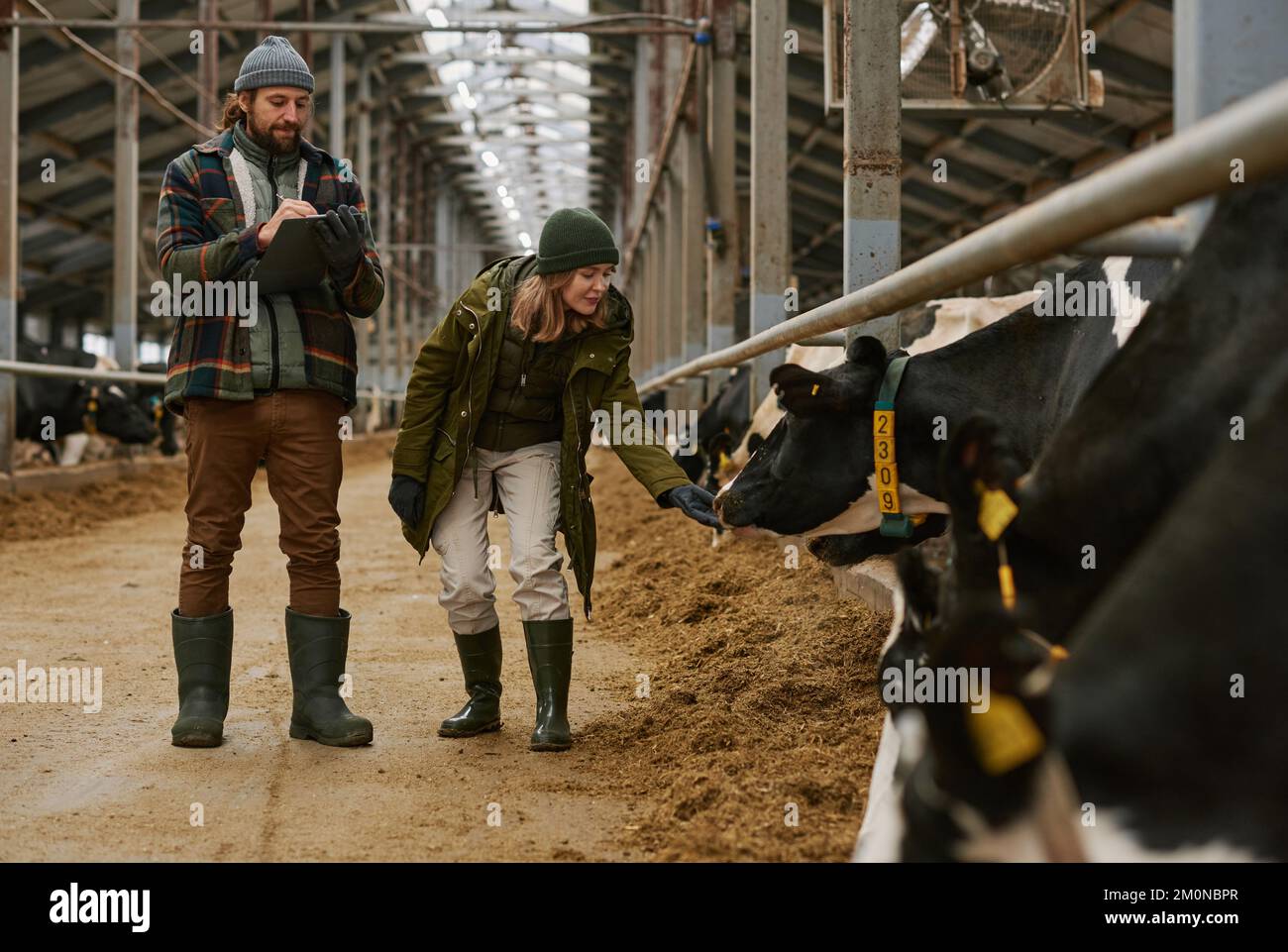 Young woman examining the condition of cows in stall with farmer making ...