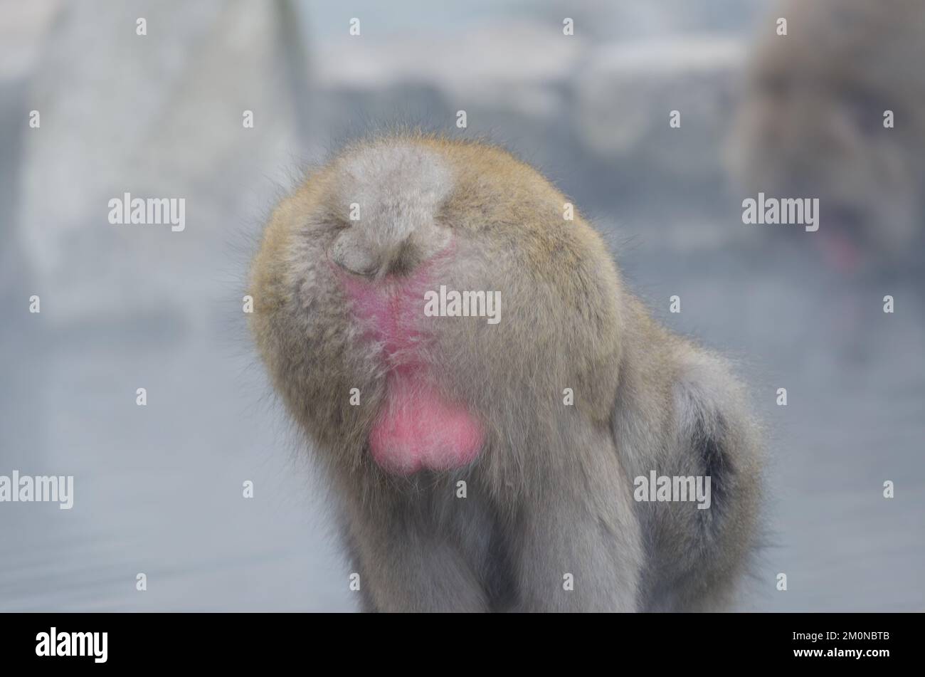 Rear of a Japanese macaque Macaca fuscata while drinking water in a hot ...