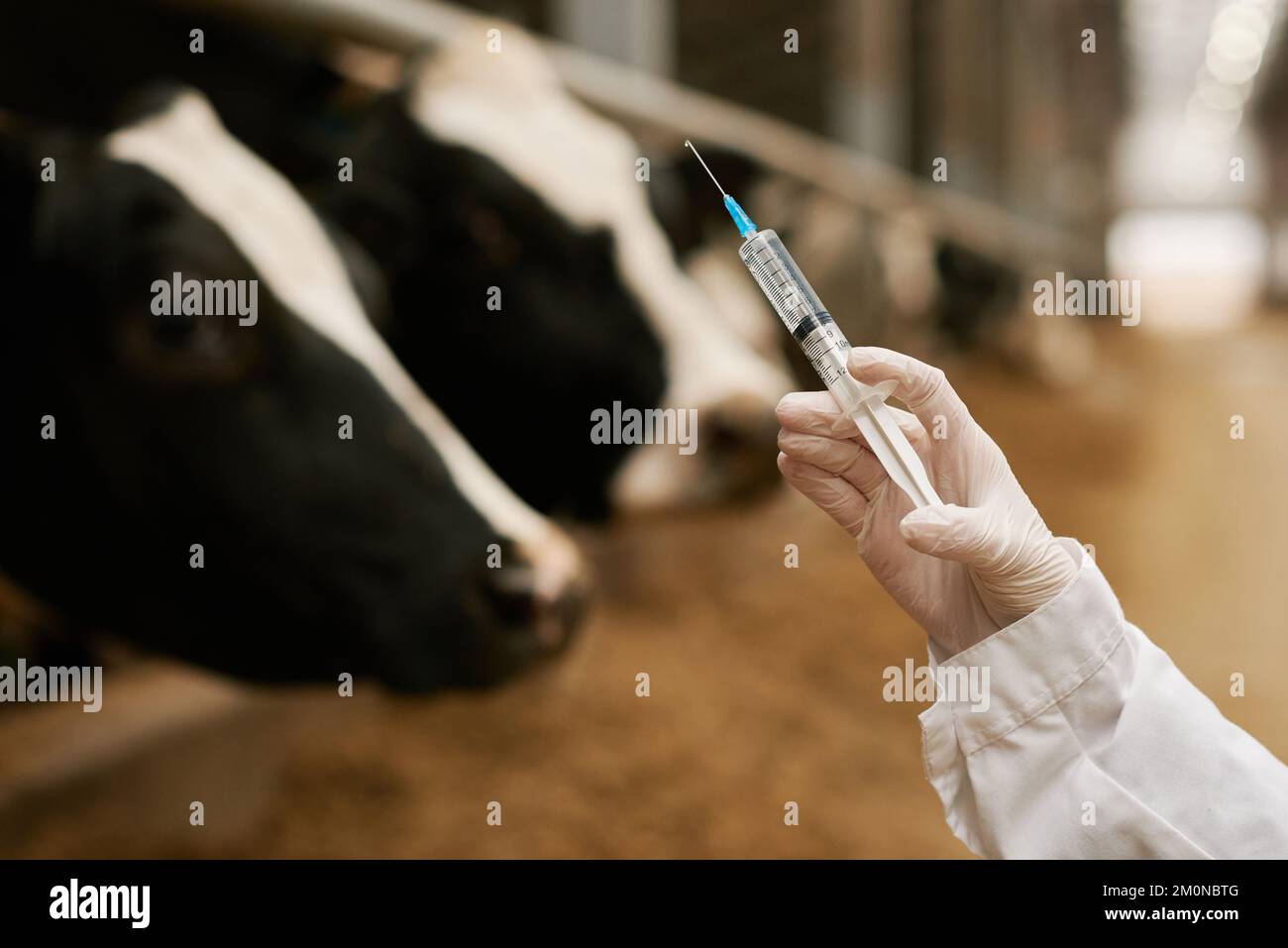 Close-up of vet doctor holding syringe with vaccination and making ...