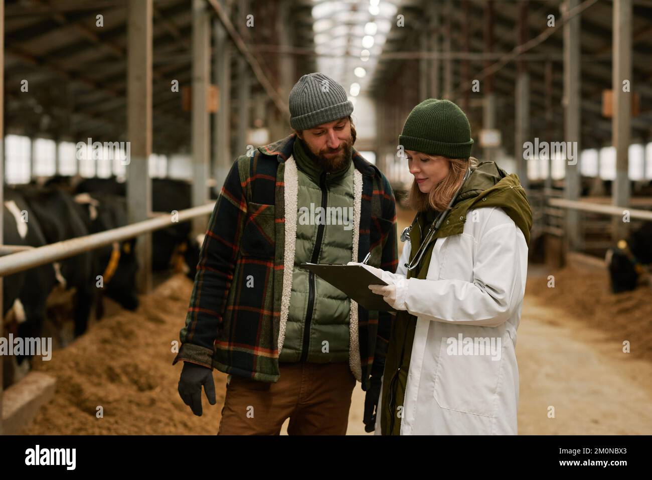 Veterinarian writing prescription after medical exam on farm and giving ...