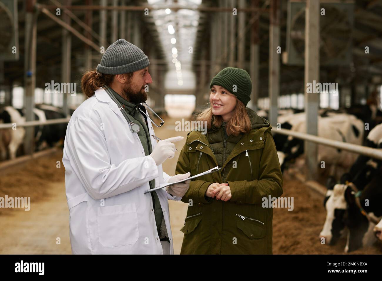 Vet doctor in white coat giving recommendations about treating of cows ...