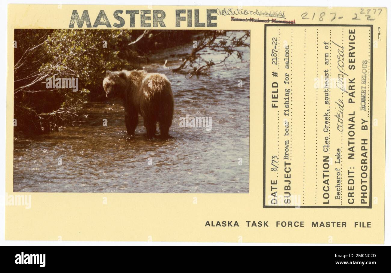 Brown bear fishing for salmon. Alaska Task Force Photographs Stock ...