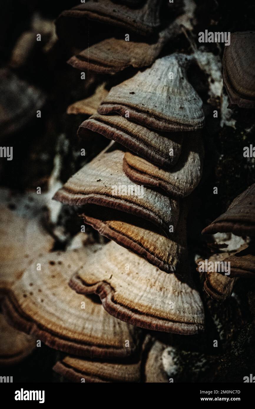The vertical macro shot of turkey tail fungus growing on top of each ...