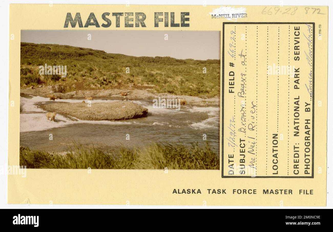 Brown bears at McNeil River. Alaska Task Force Photographs Stock Photo ...