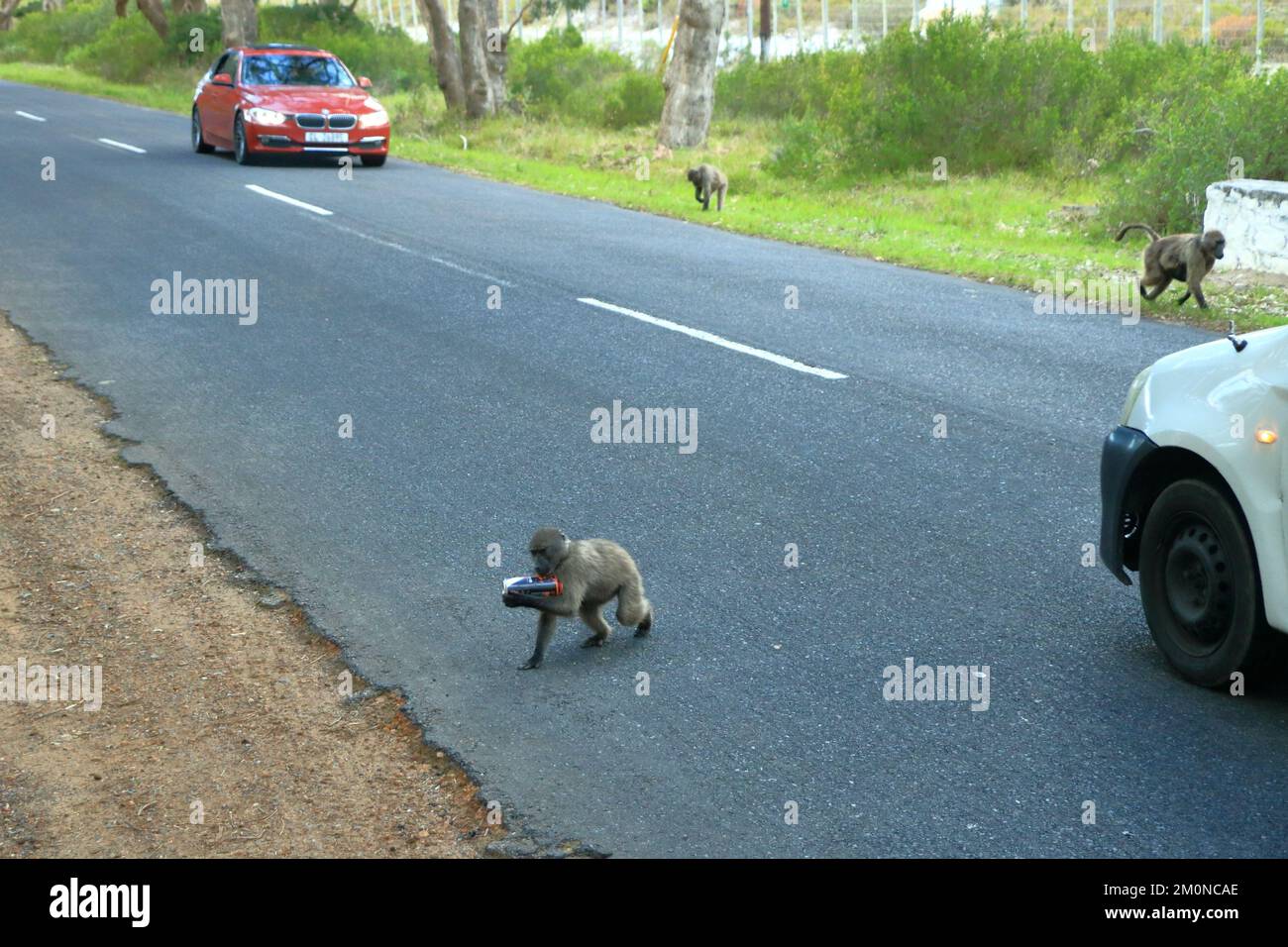 September 25 2022 - Cape Town, South Africa: Baboons ( Papio ursinus ...