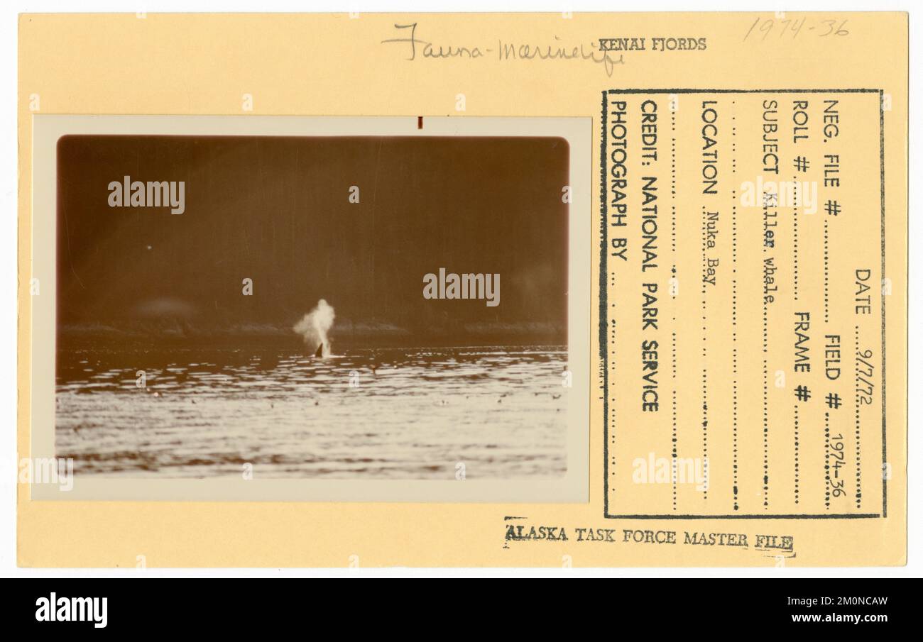 Killer Whale. Alaska Task Force Photographs Stock Photo - Alamy