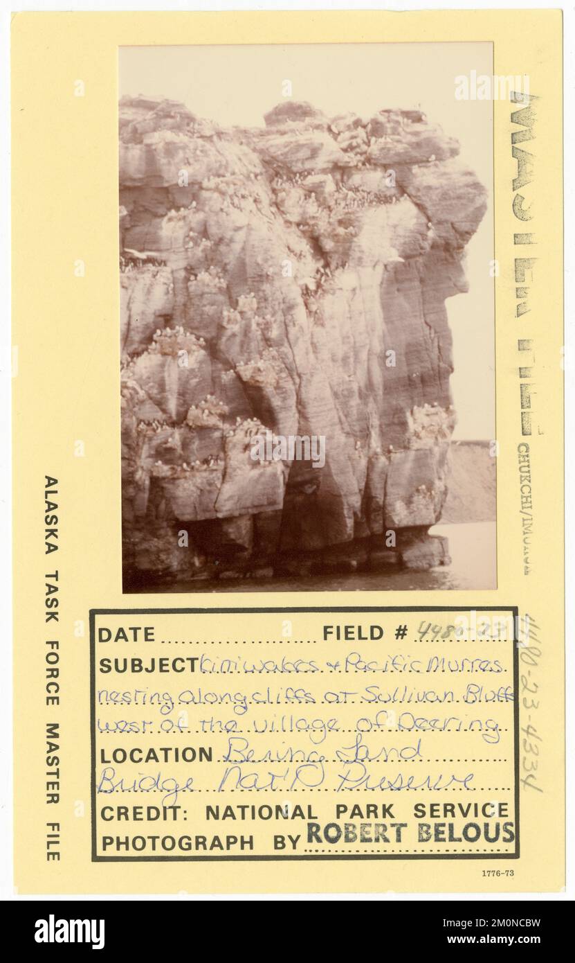 Kittiwakes & Pacific murres nesting along cliffs at Sullivan Bluffs ...