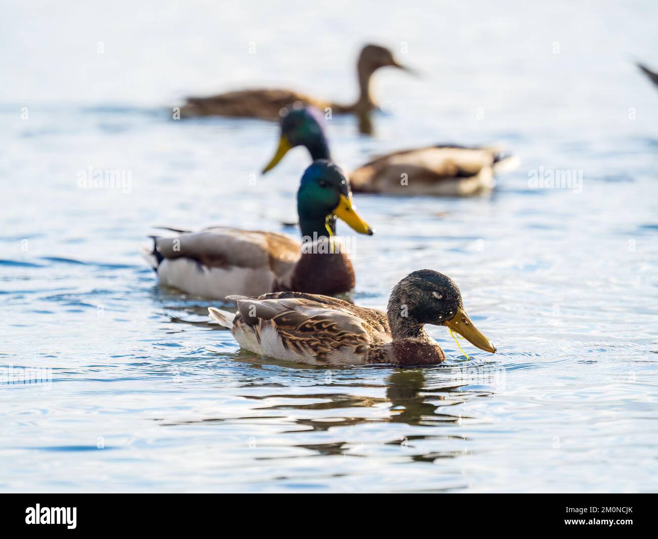 A couple of mallard ducks swims in the river. Mallard ducks, latin name ...