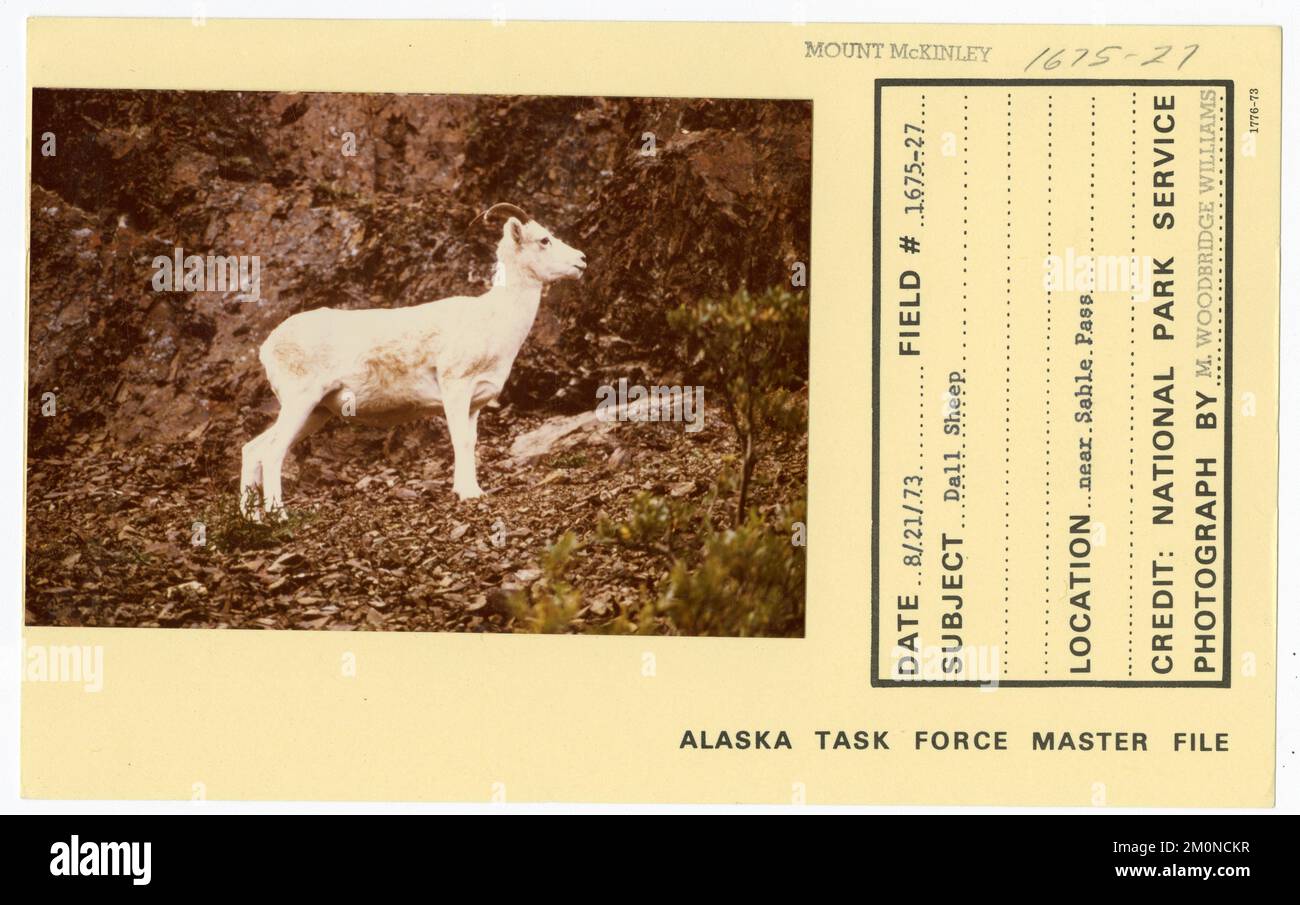 Dall sheep. Alaska Task Force Photographs Stock Photo - Alamy