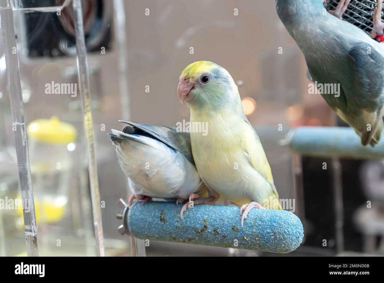 Parrots are posing to take the picture. Bird is a popular pet in ...