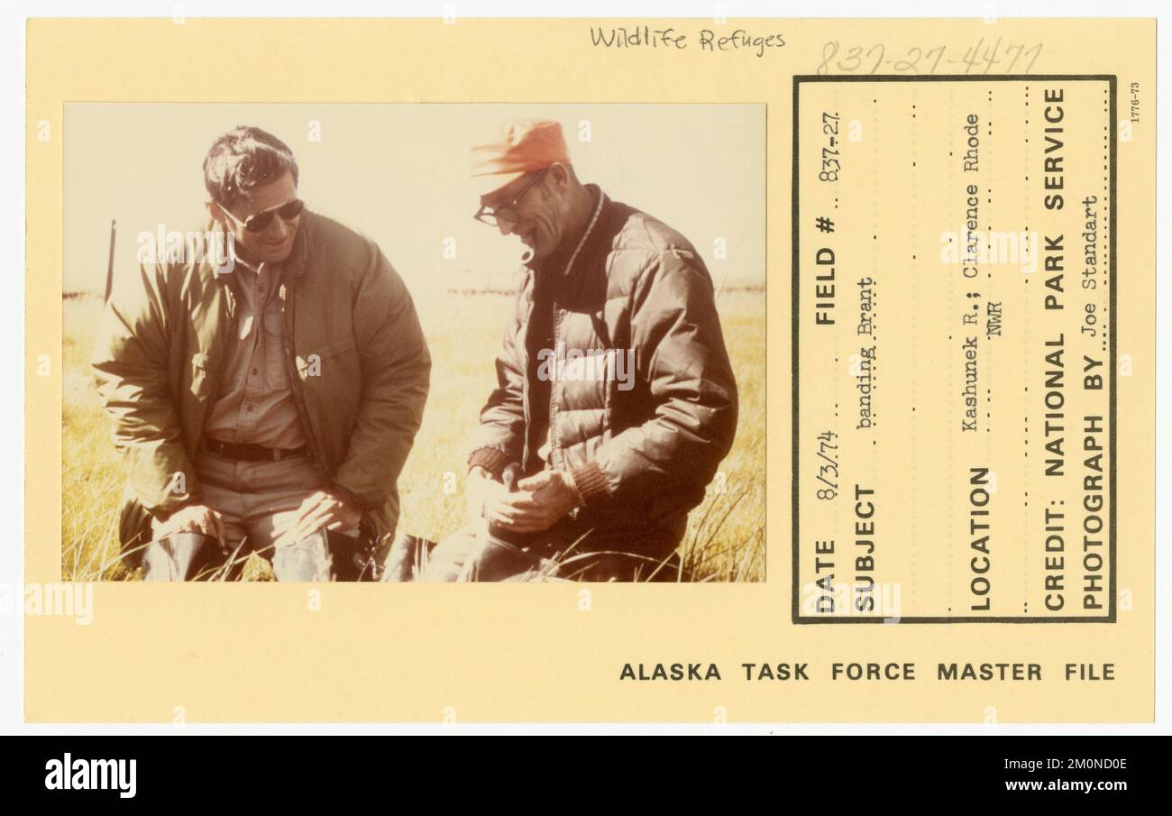 Banding Brant. Alaska Task Force Photographs Stock Photo - Alamy